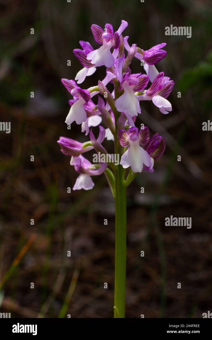 Flowering plant of the Syrian green-winged orchid (Anacamptis morio ssp ...