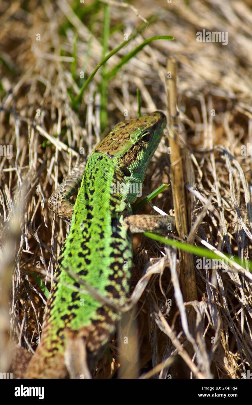 Italy, Sicily, countryside, lizard closeup (Lacerta bilineata Stock ...