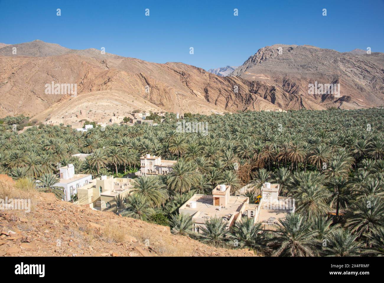 An oasis of date palms, Birkat al Mouz, Oman Stock Photo - Alamy