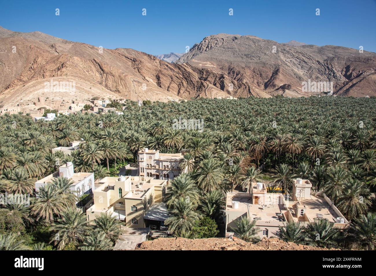 An oasis of date palms, Birkat al Mouz, Oman Stock Photo - Alamy