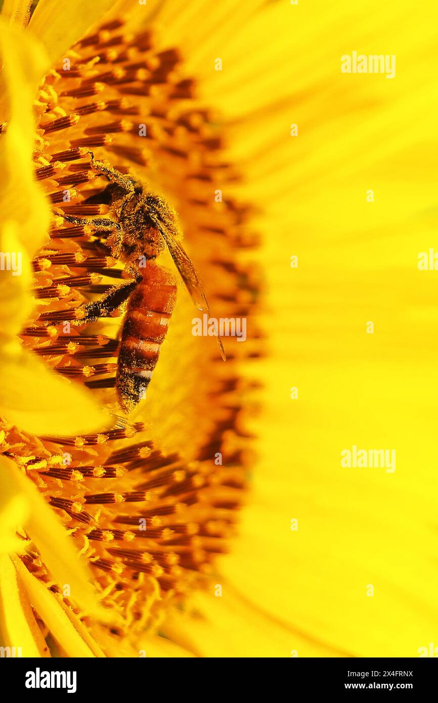honey bee collecting pollen from sunflower and pollinating the flower ...