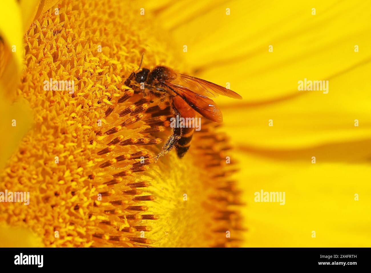 honey bee collecting pollen from sunflower and pollinating the flower ...