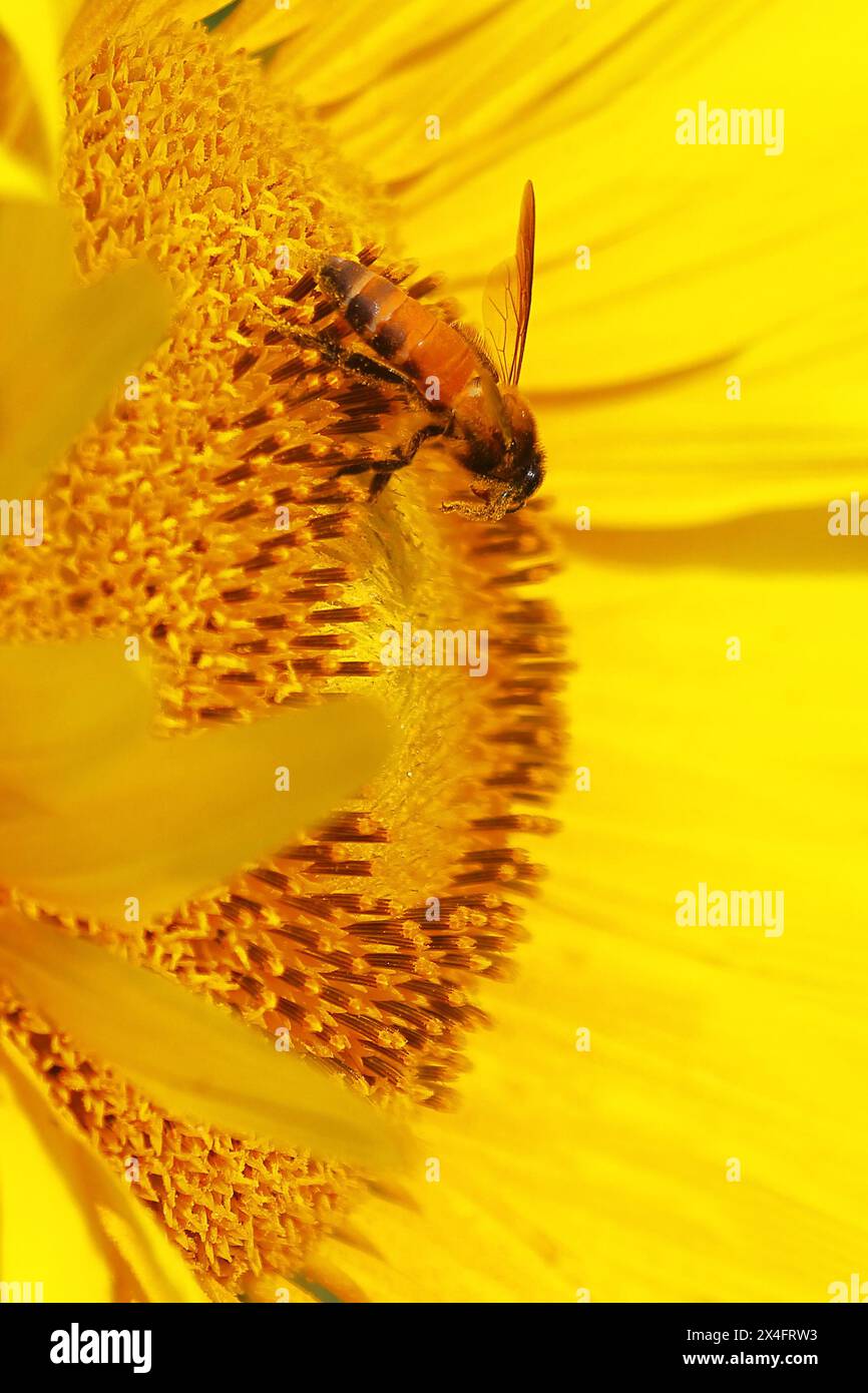 honey bee collecting pollen from sunflower and pollinating the flower ...
