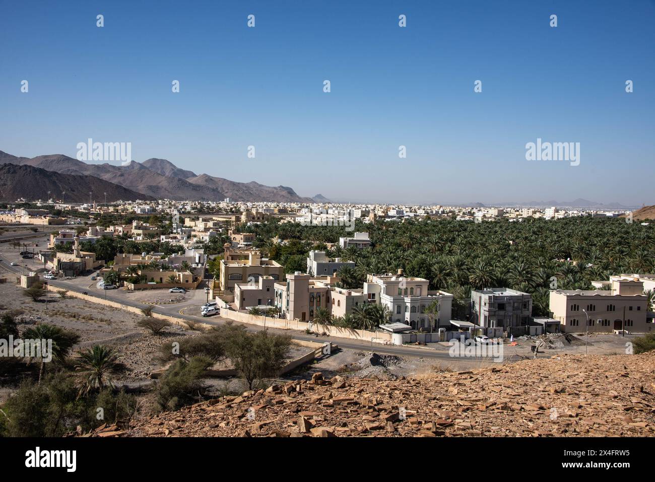 An oasis of date palms, Birkat al Mouz, Oman Stock Photo - Alamy