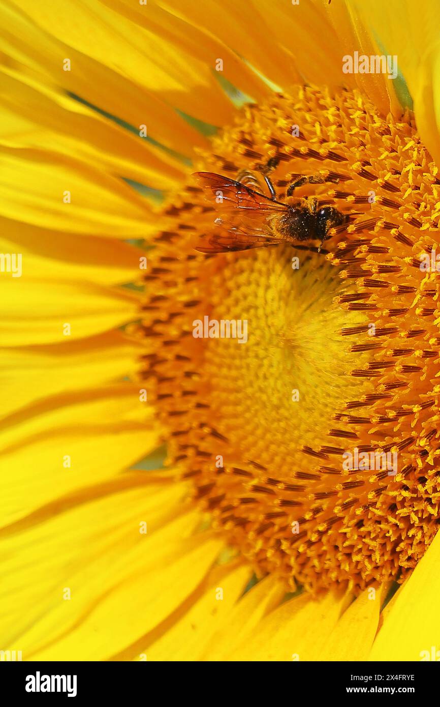 honey bee collecting pollen from sunflower and pollinating the flower ...