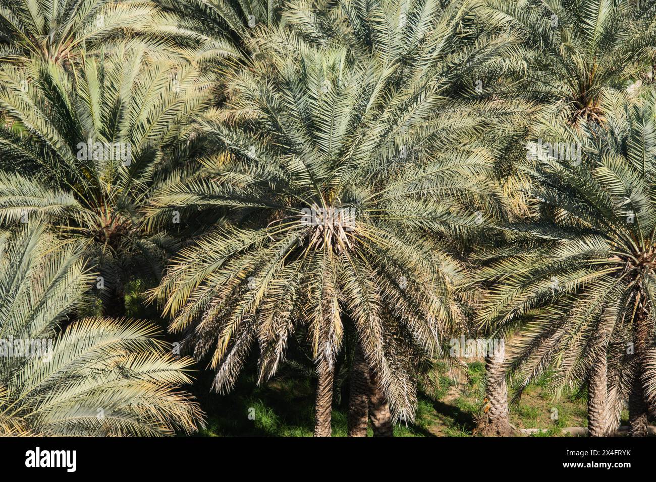 An oasis of date palms, Birkat al Mouz, Oman Stock Photo - Alamy