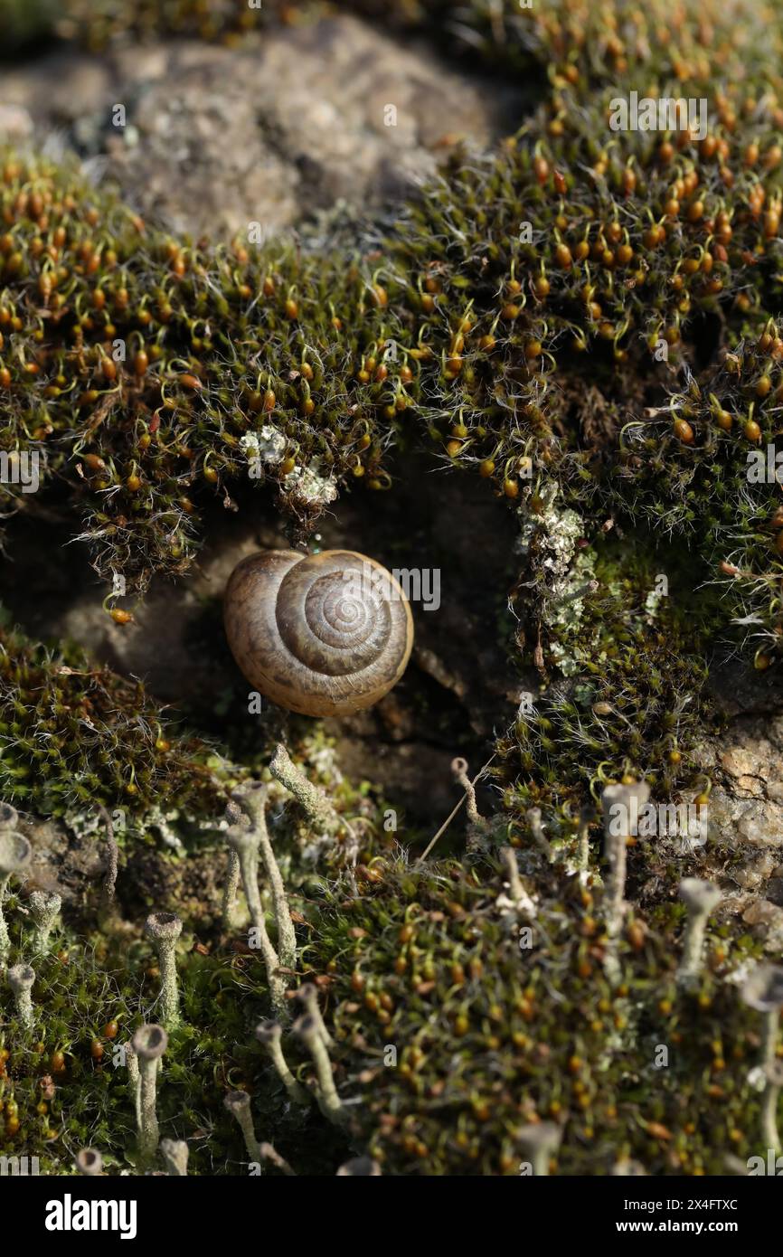 Stone with cladonia in spring time. Macrophotography of lichen, moss ...