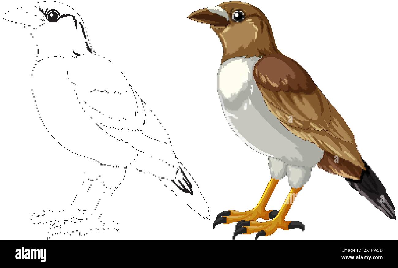 Outlined and colored bird vector side by side Stock Vector Image & Art ...