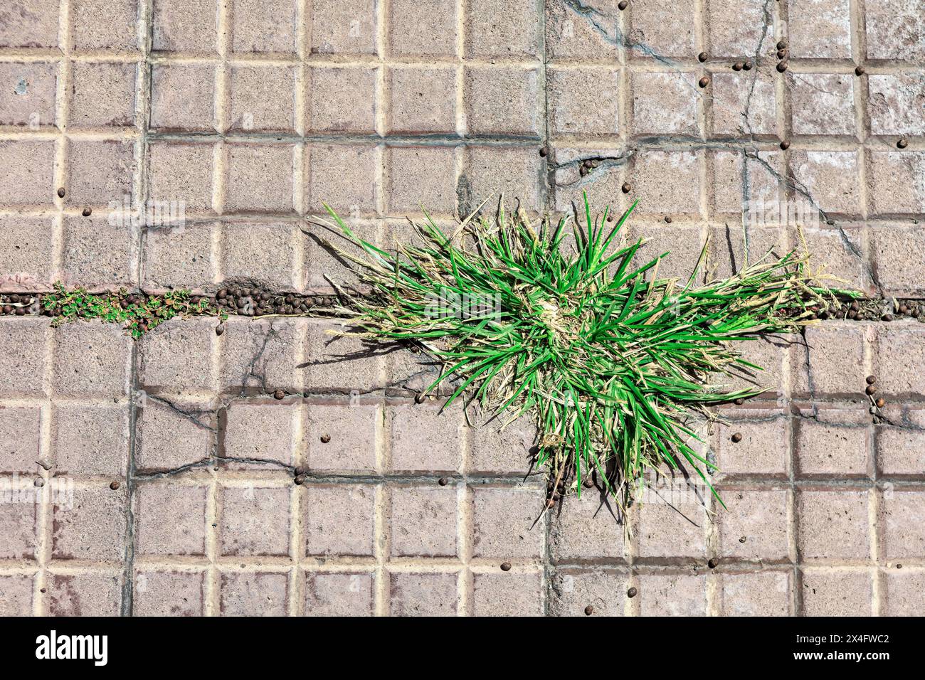 Green grass growing through a crack in the pavement. Nature survival ...