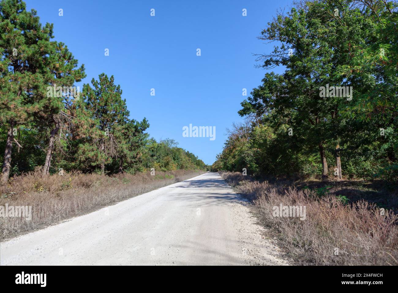 Country road with trees on the sides. Way winds its way through the ...
