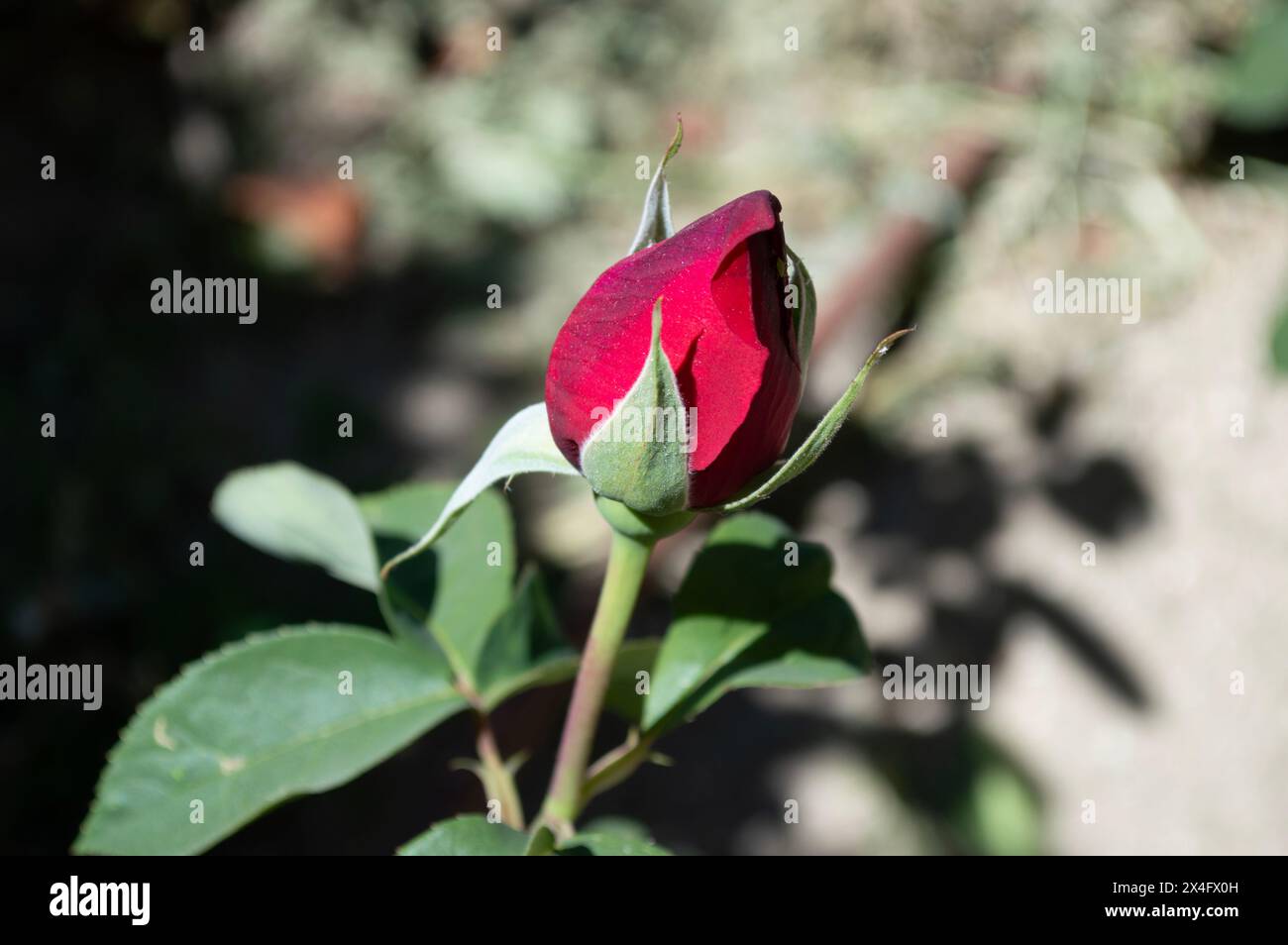 Temporada spring hi-res stock photography and images - Alamy