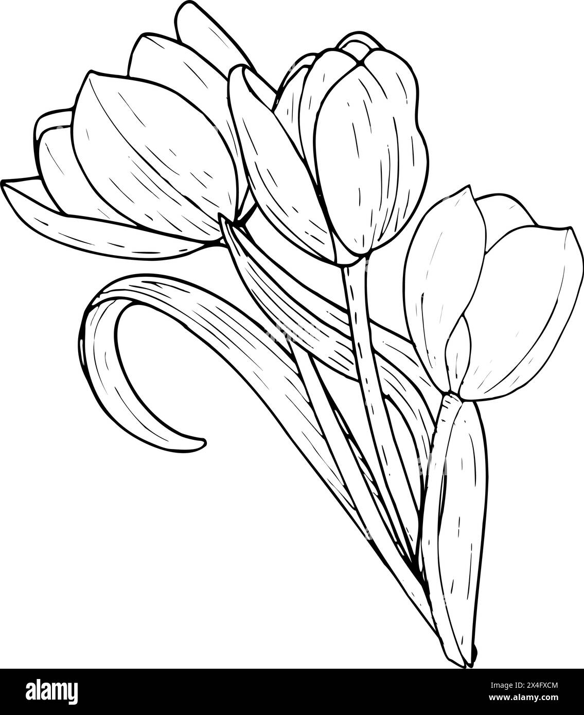 Tulip flower bouquet vector illustration three. Curved leaves bulb head ...