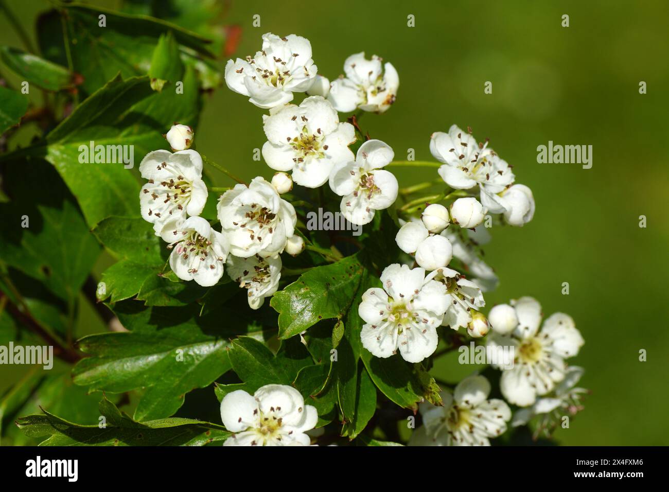 Close up white flowers of common hawthorn, one-seed hawthorn (Crataegus ...