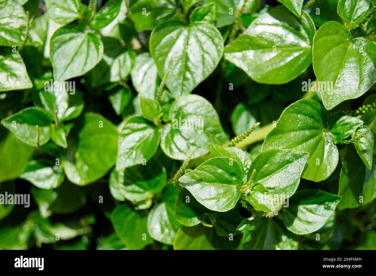 Small green leaves of Peperomia pellucida plant. tumpang air, tumpang ...