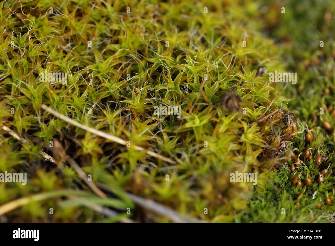 Stone with moss in spring time. Macrophotography of moss. Close up ...