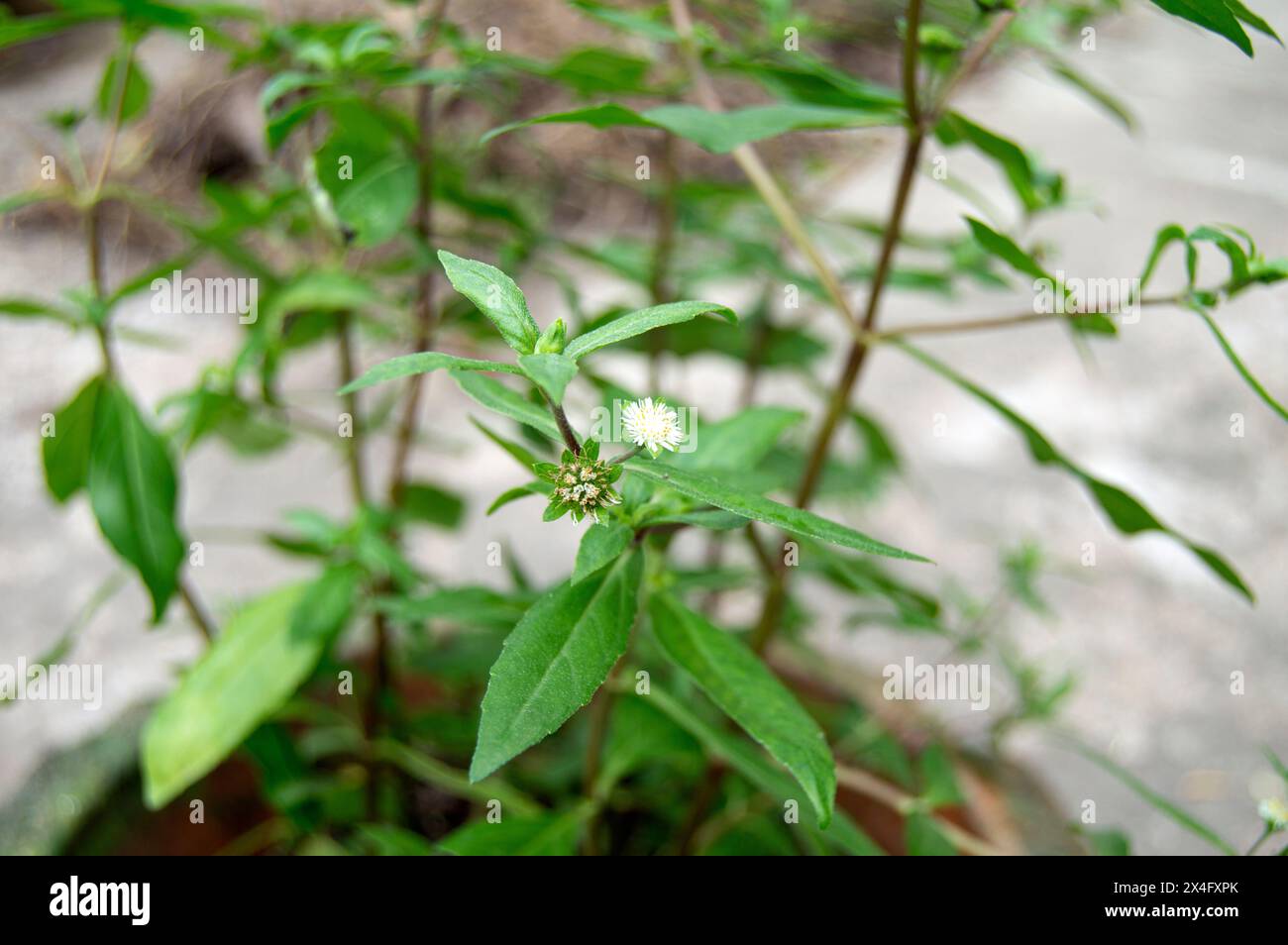 False daisy. Eclipta alba. Karisalankanni. yerba de tago. Eclipta ...
