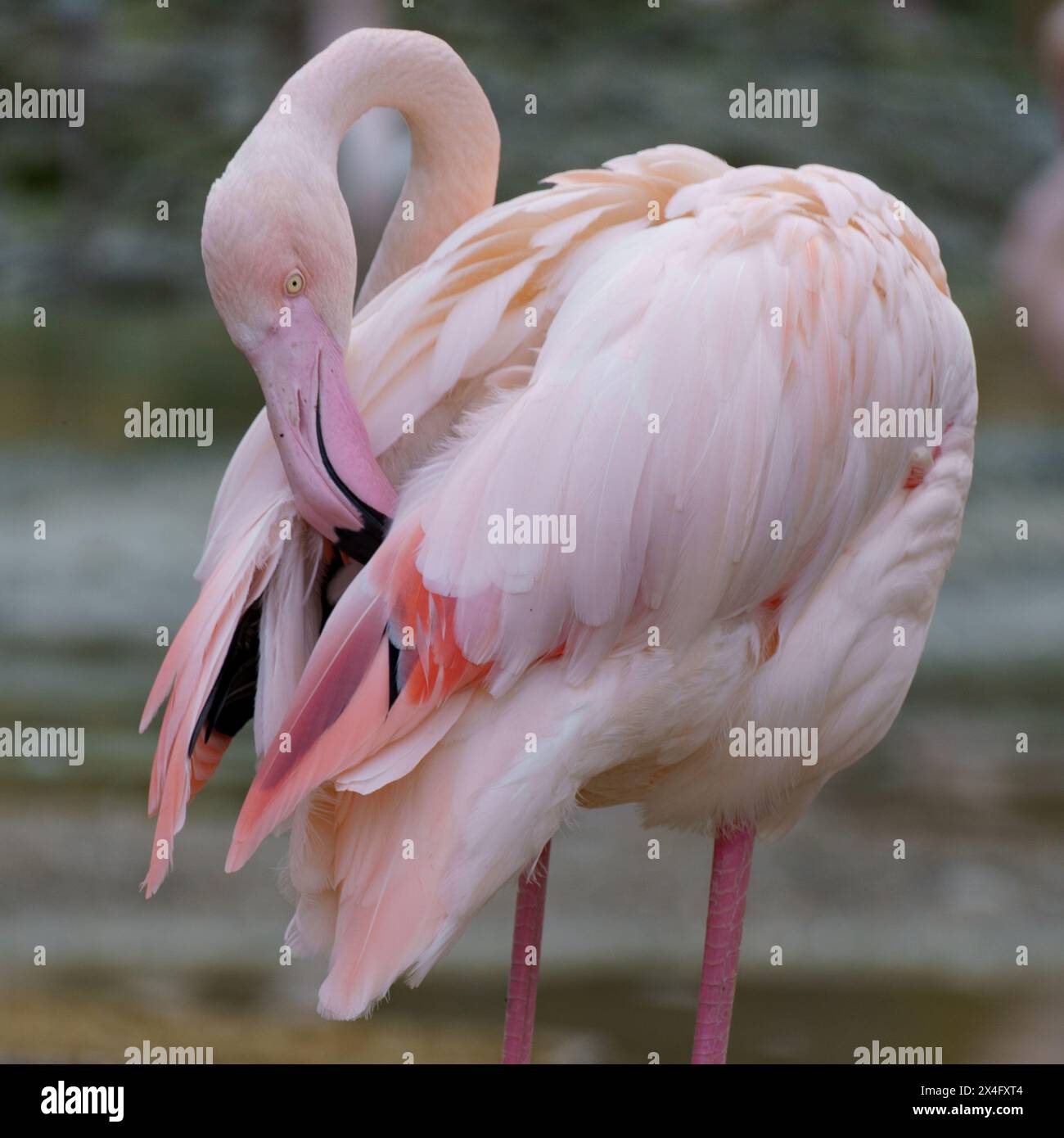 Portrait of Greater flamingo (Phoenicopterus roseus) who is common in ...