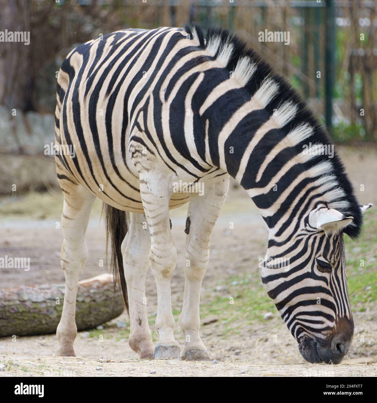 Portrait of a Burchells Zebras (Equus quagga burchelli) a subspecies of the plains zebra eating ...