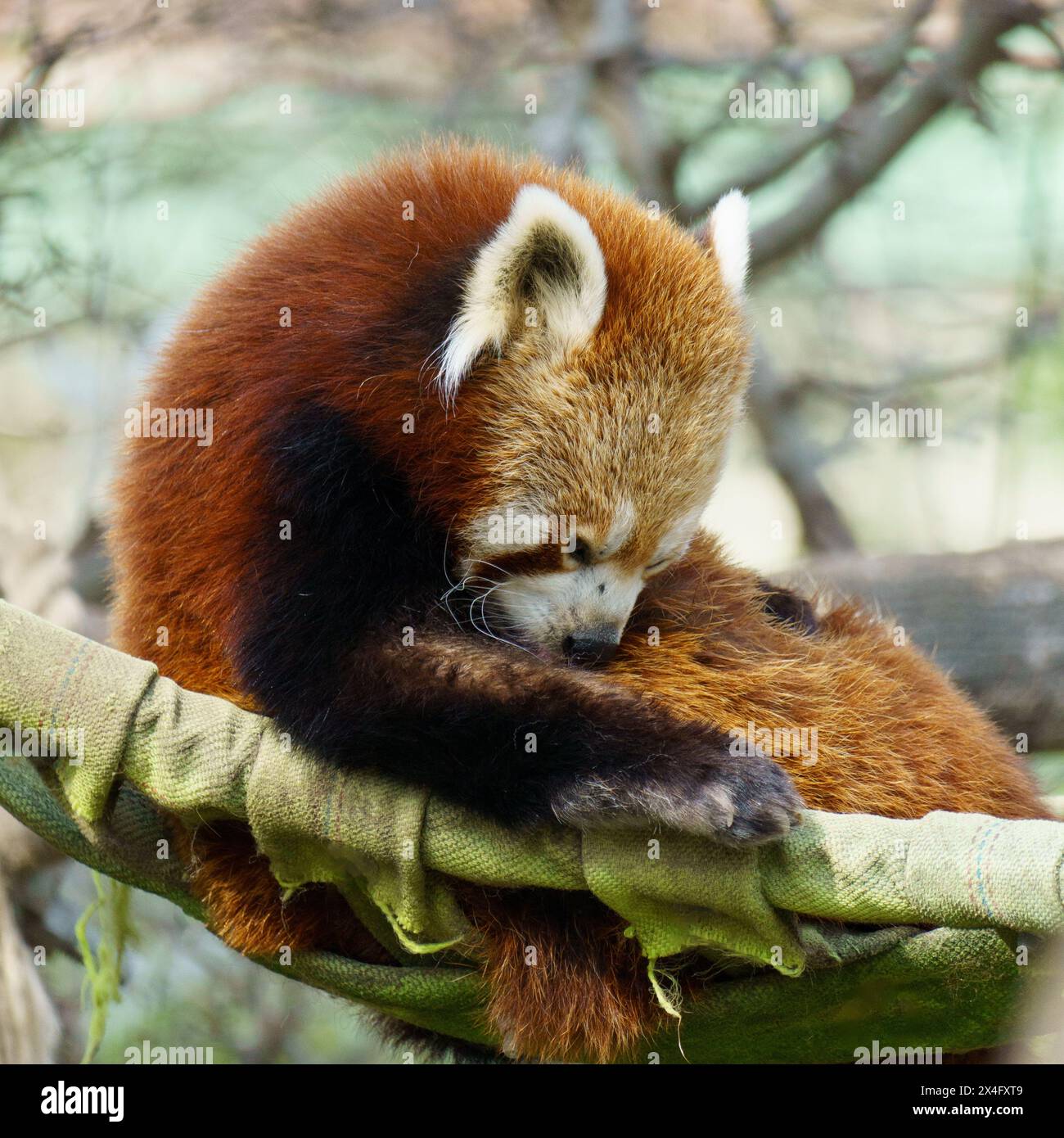 Red panda (Ailurus fulgens), or lesser panda, is a small mammal native ...