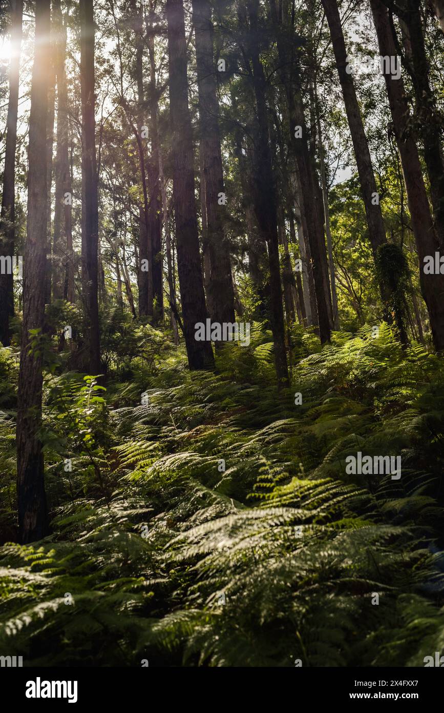 trail through a lush forest with ferns and boulders Stock Photo - Alamy