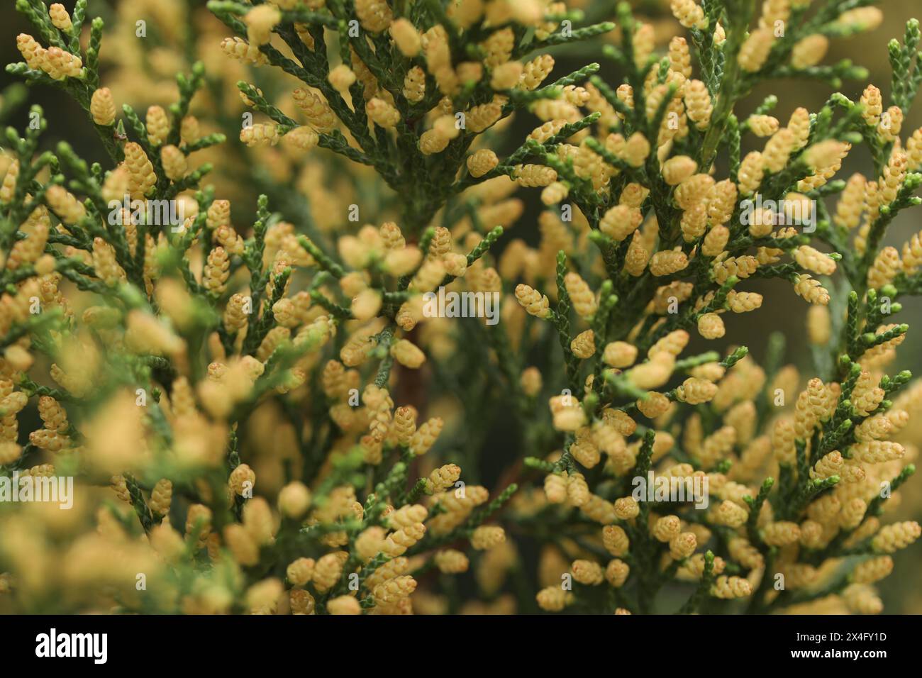 Juniper branch with spring flowers in the garden Stock Photo - Alamy