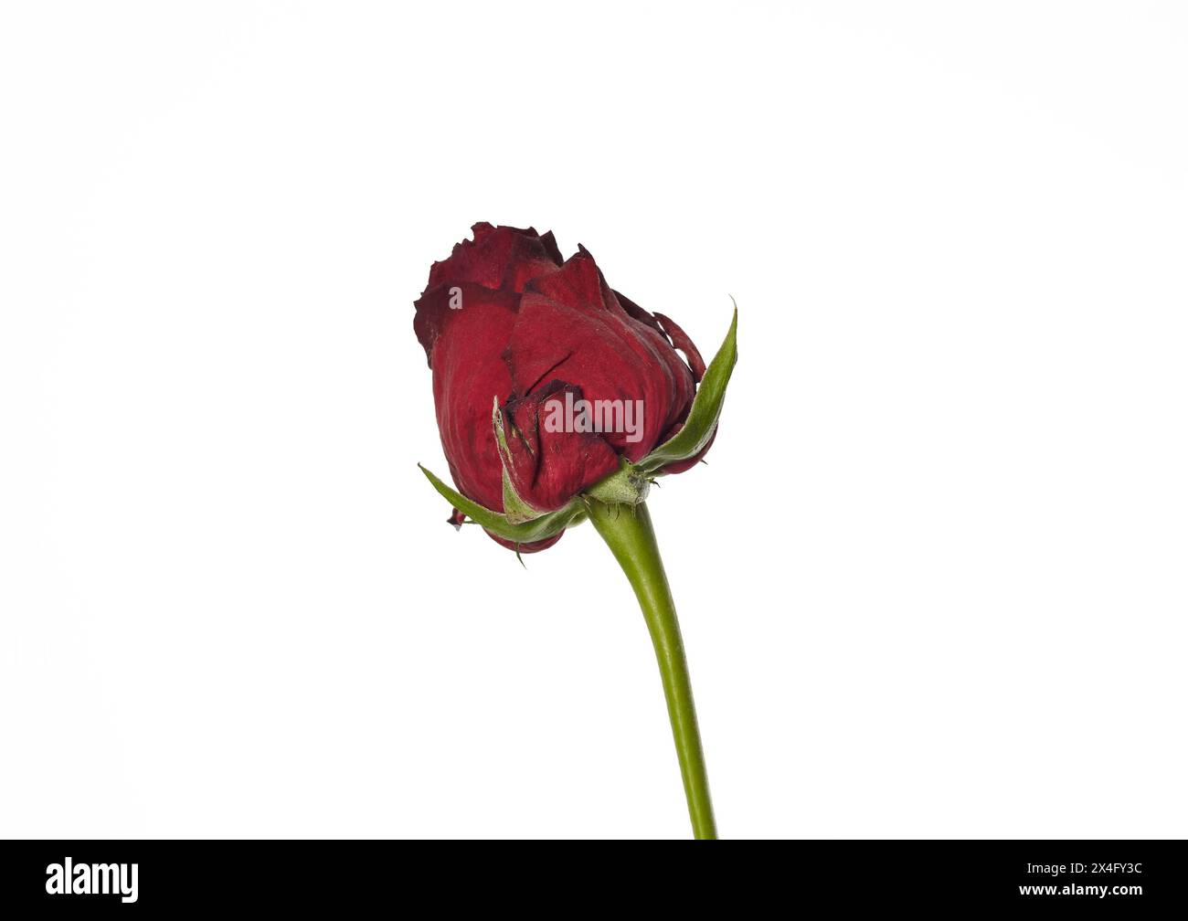 Red flower rose on white isolated background. Beautiful rosebud Stock ...