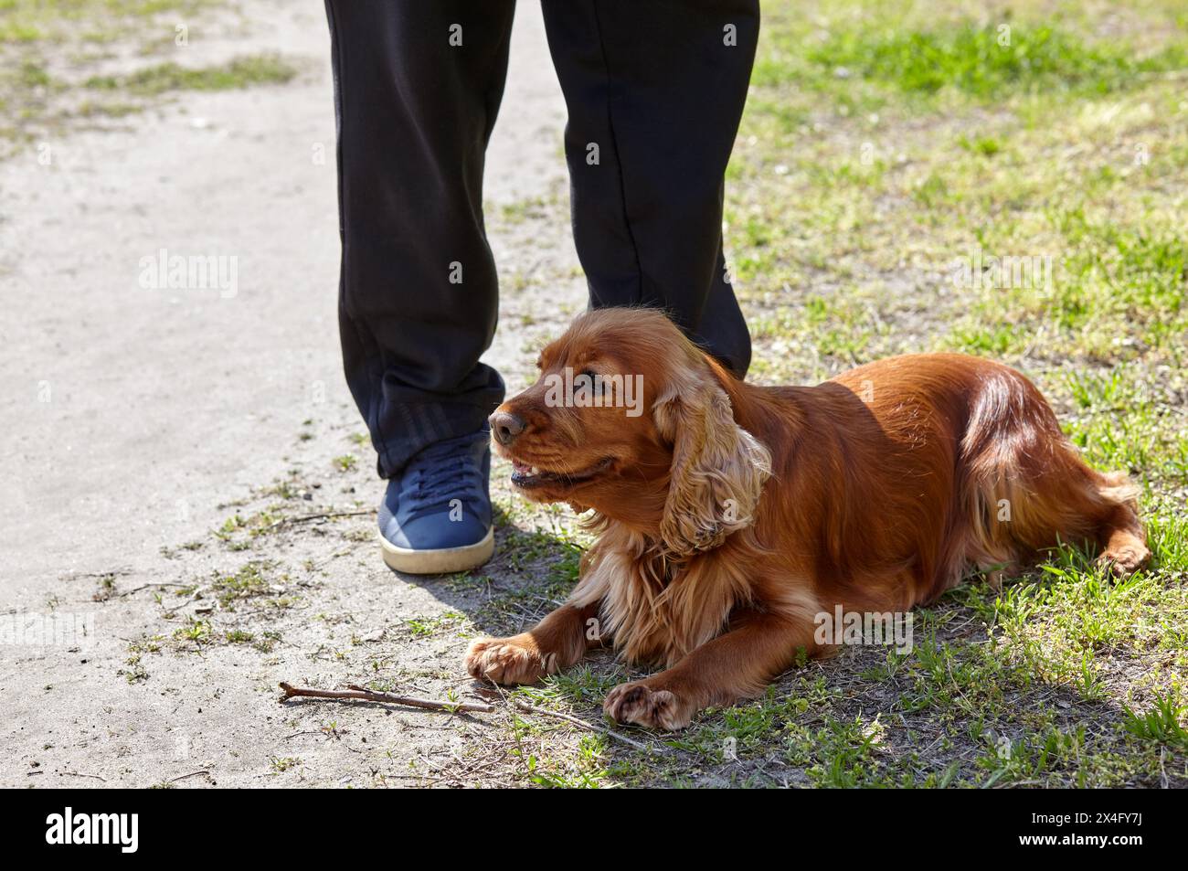 Portrait of cute cocker spaniel at the feet of the owner on a walk ...