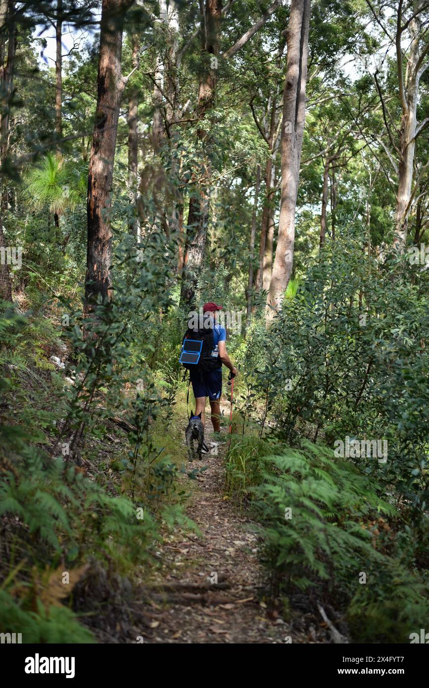 Man hiking in a forest Stock Photo - Alamy
