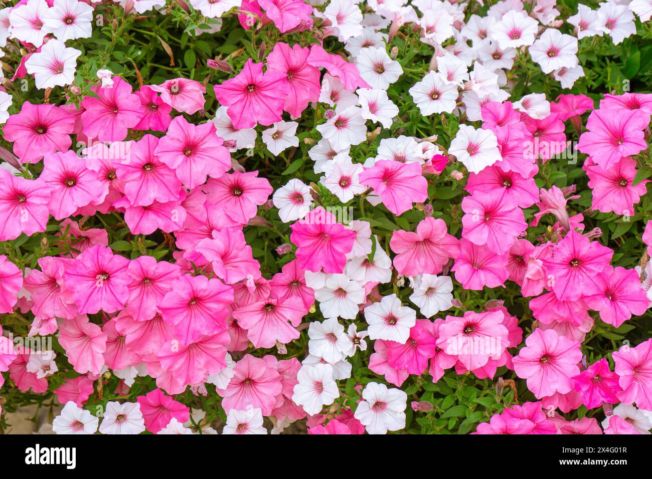 Pink and white mix of Petunia flower background, purple Petunias in the ...