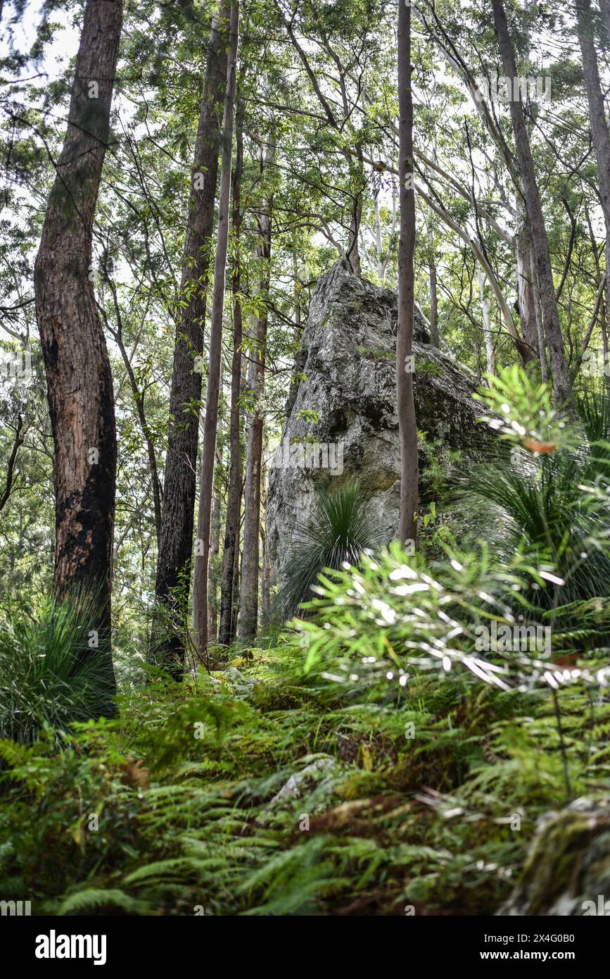 trail through a lush forest with ferns and boulders Stock Photo - Alamy