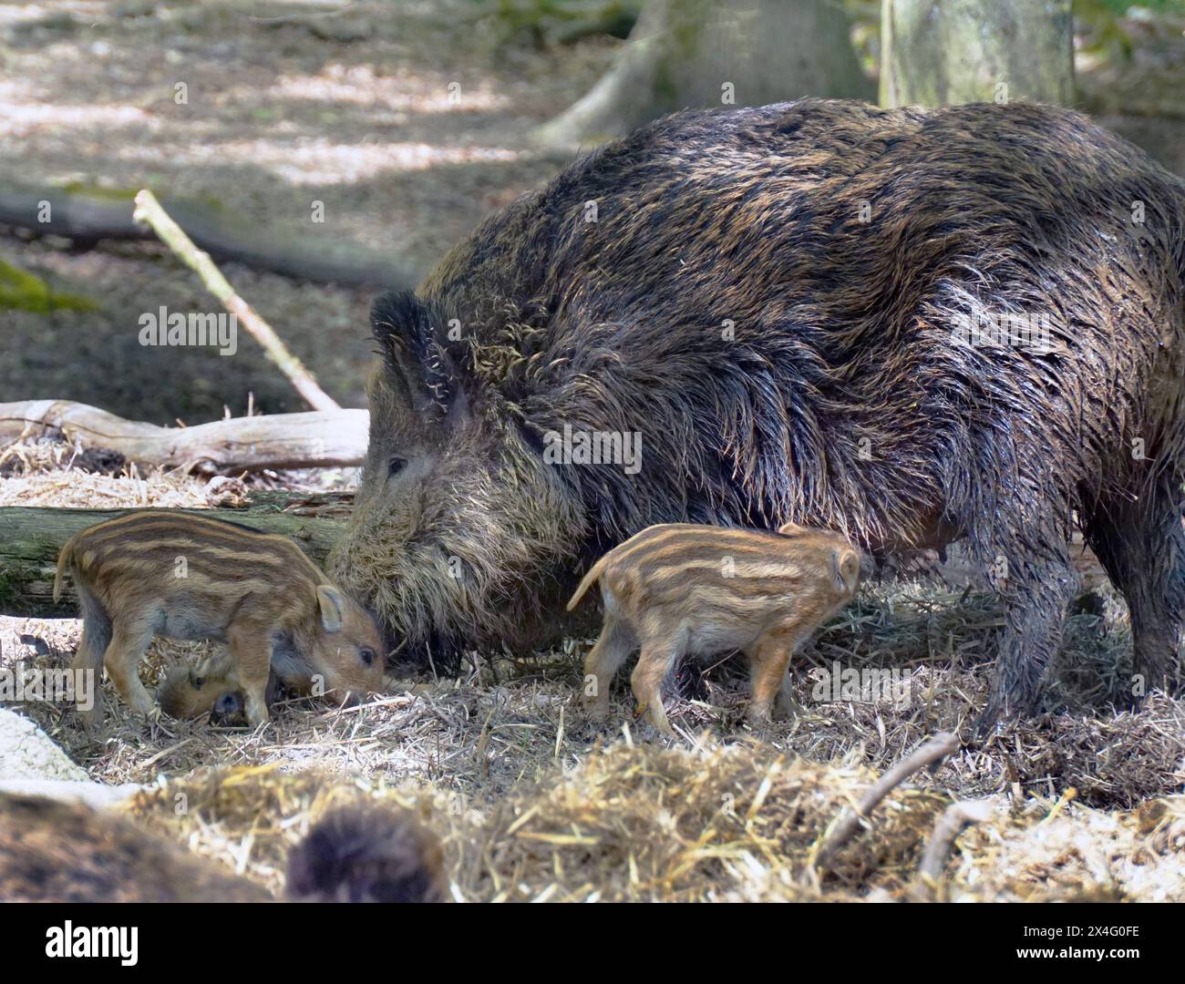 Wildschwein in freier Natur im Fruehling Wildschwein in freier Natur ...