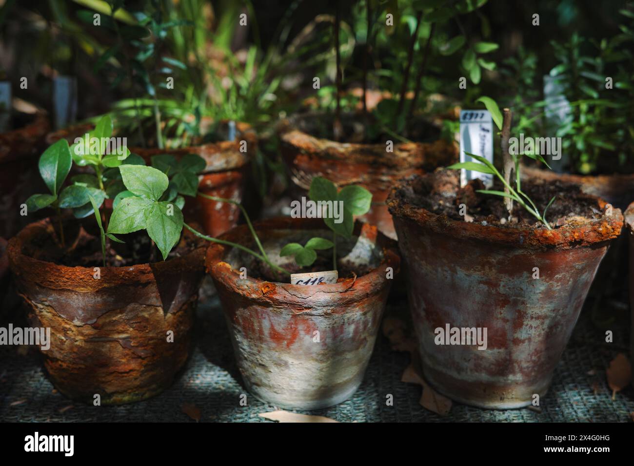 Non Exclusive: LVIV, UKRAINE - MAY 1, 2024 - Plants grow in pots in an ...