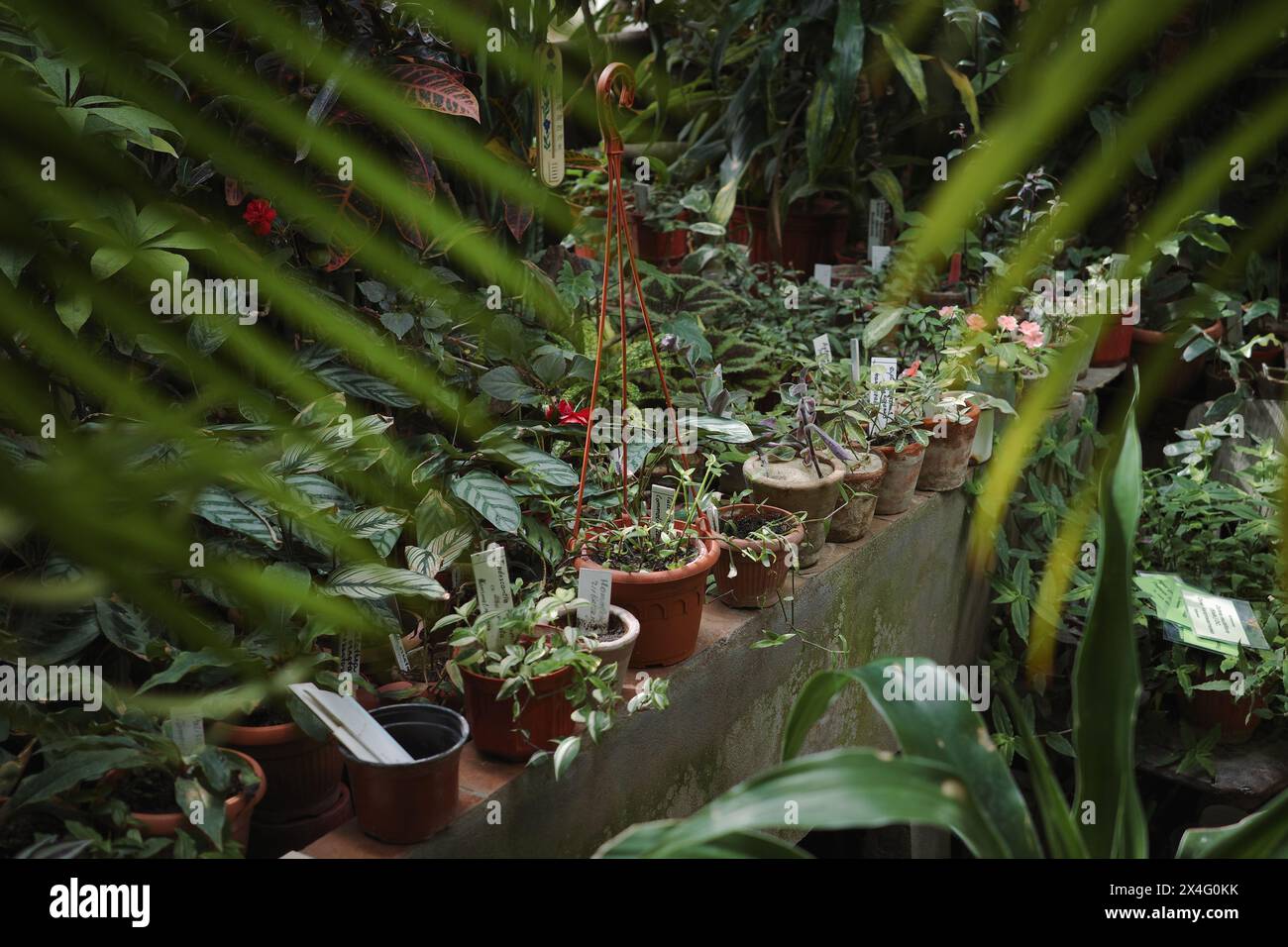 Non Exclusive: LVIV, UKRAINE - MAY 1, 2024 - Plants grow in pots in an ...
