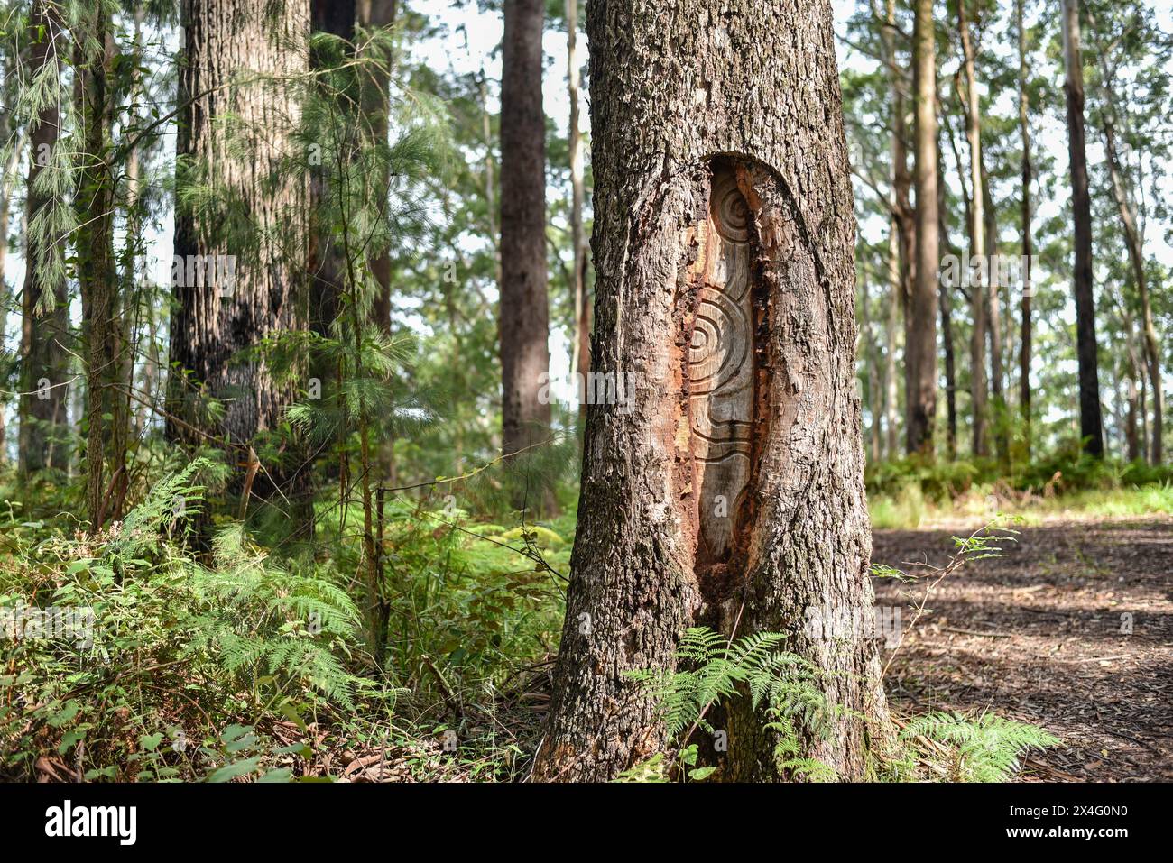 carved tree in the forest Stock Photo - Alamy