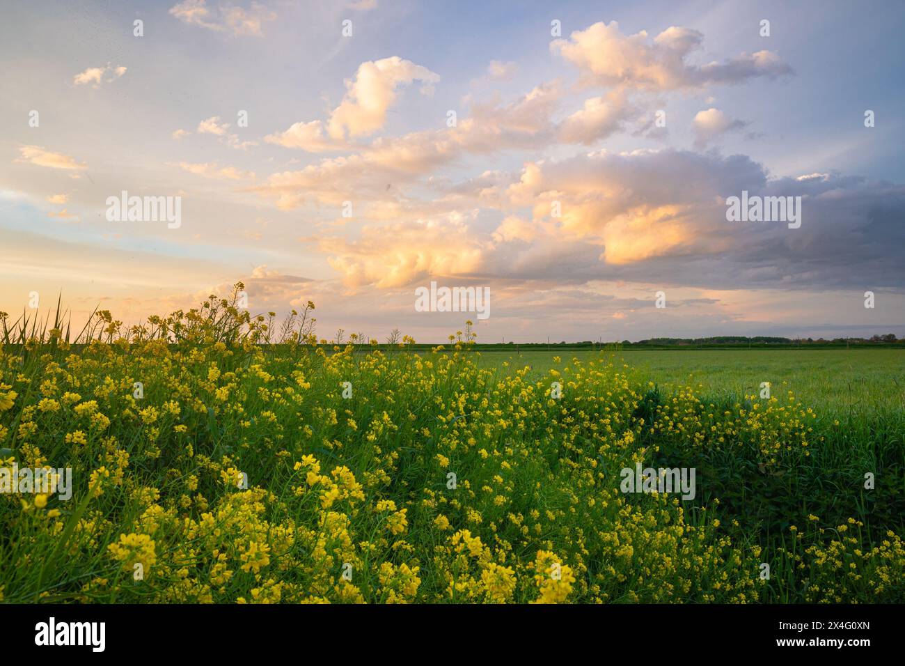 Colorful evening sky over the Dutch countryside one evening in April ...