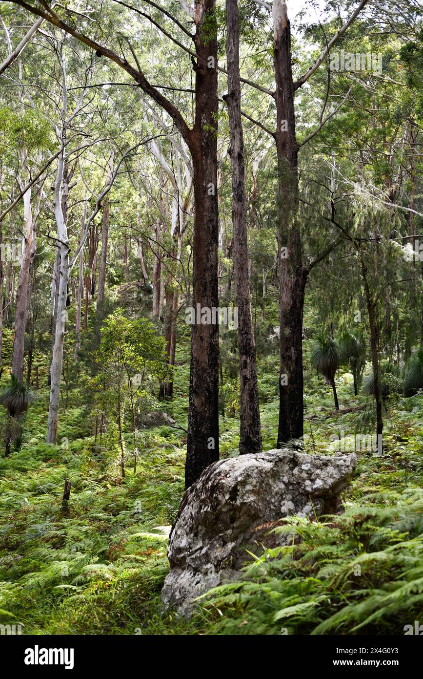 trail through a lush forest with ferns and boulders Stock Photo - Alamy