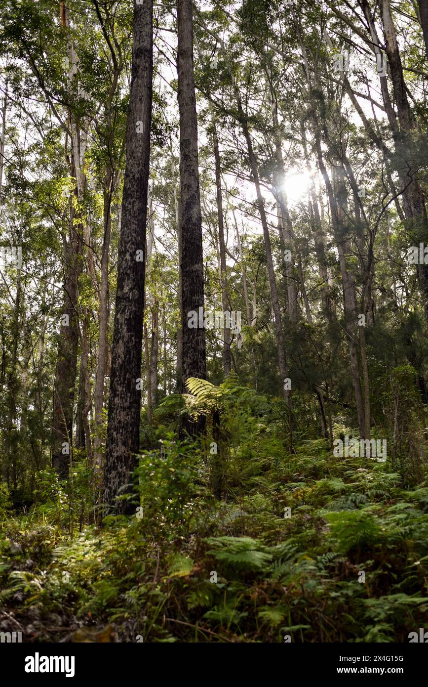 trail through a lush forest with ferns and boulders Stock Photo - Alamy