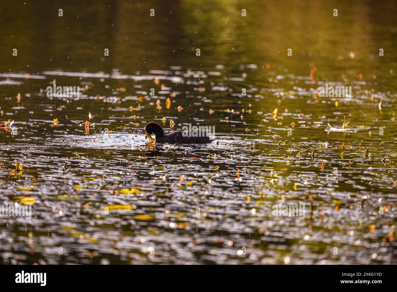duck swimming in the autumn sun Stock Photo - Alamy