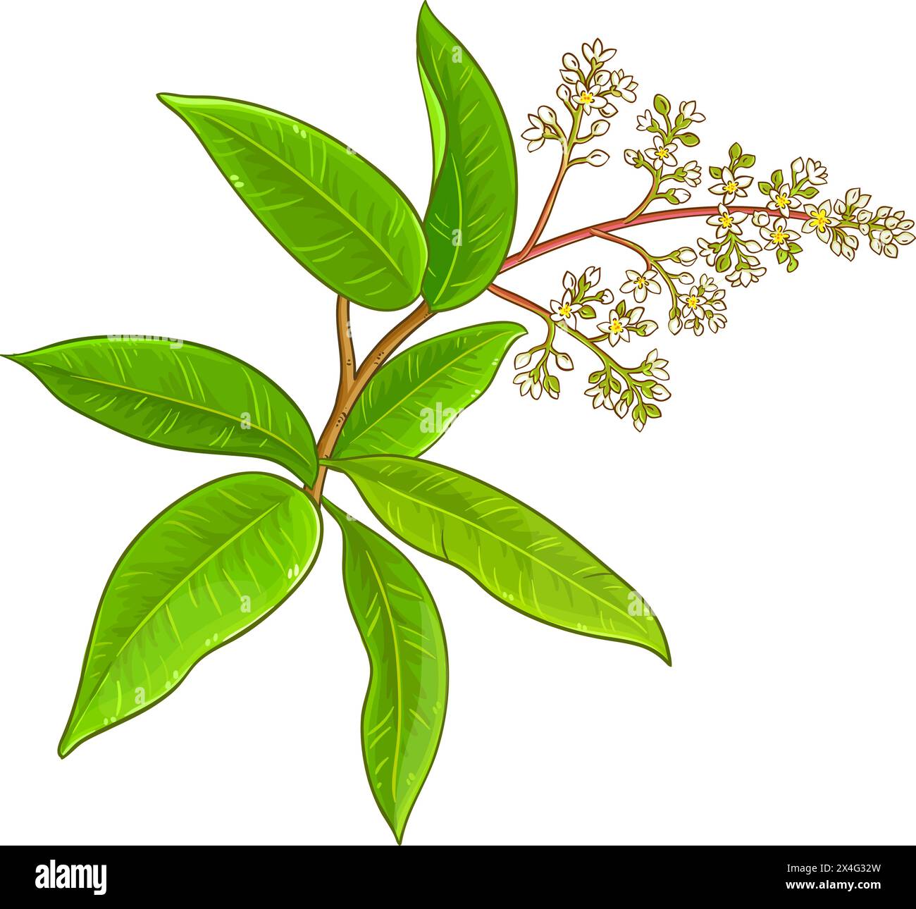 Mango Branch Colored Detailed Illustration Stock Vector Image & Art - Alamy