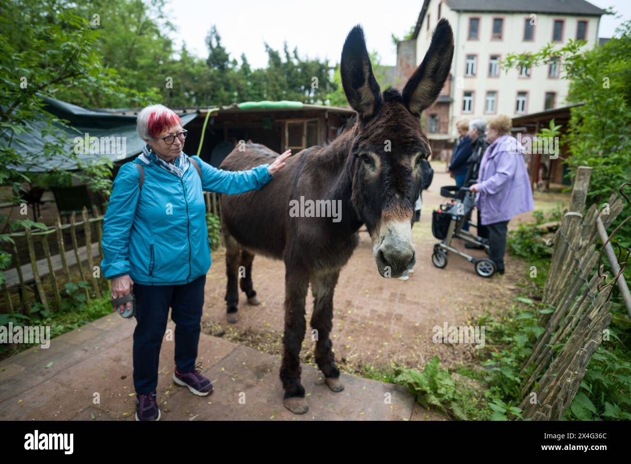 Heusweiler, Germany. 02nd May, 2024. A woman strokes a donkey. A group ...