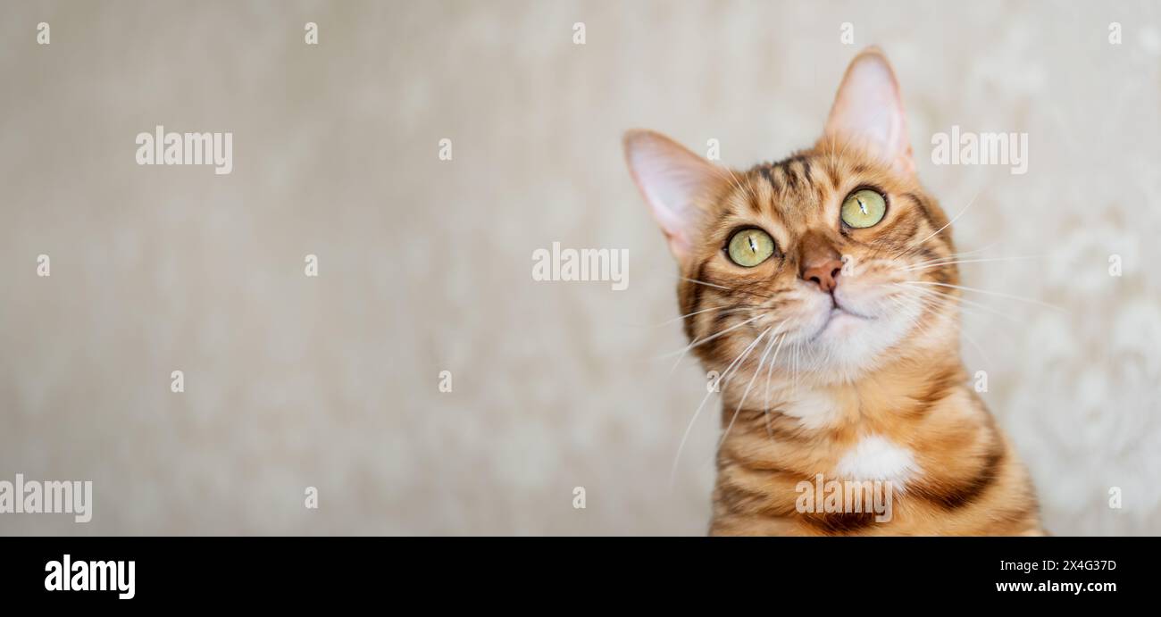 Headshot of a Bengal cat on a blurred room background. Copy space Stock ...