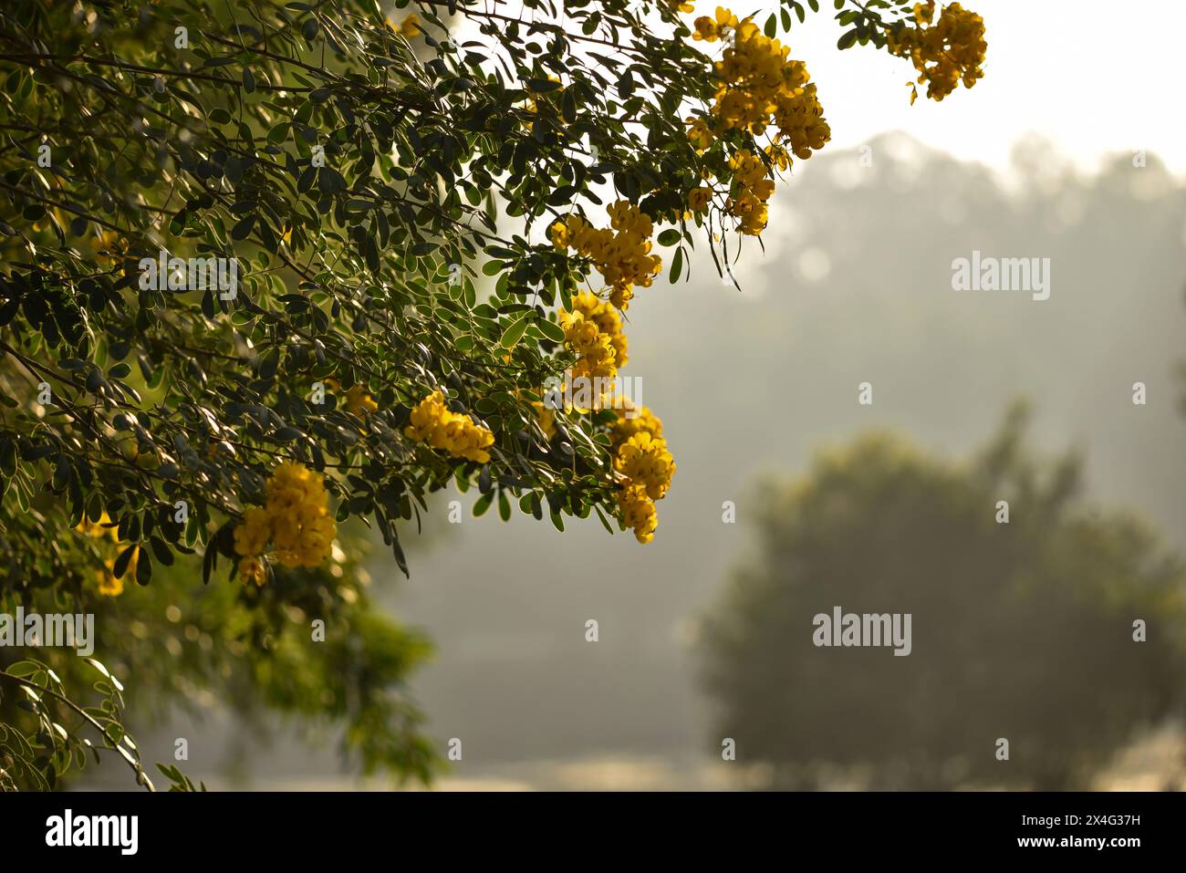 Australian golden flowers hi-res stock photography and images - Alamy