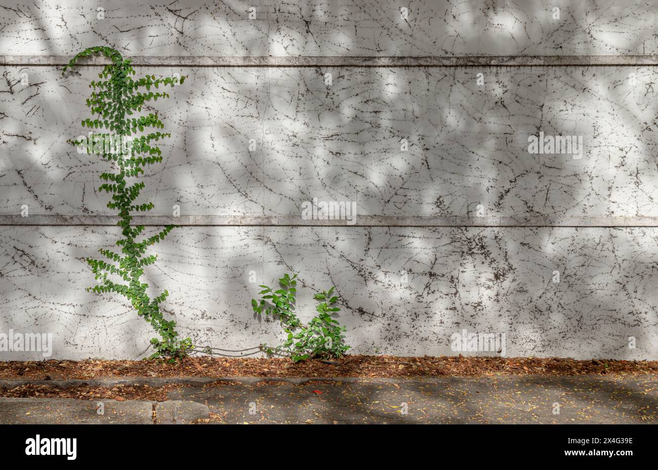 Climbing fig or Creeping fig (Ficus Pumila) the ivy plants are creeping ...