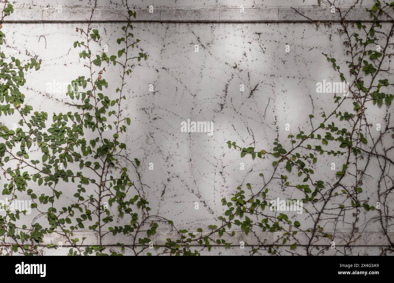 Climbing fig or Creeping fig (Ficus Pumila) the ivy plants are creeping ...