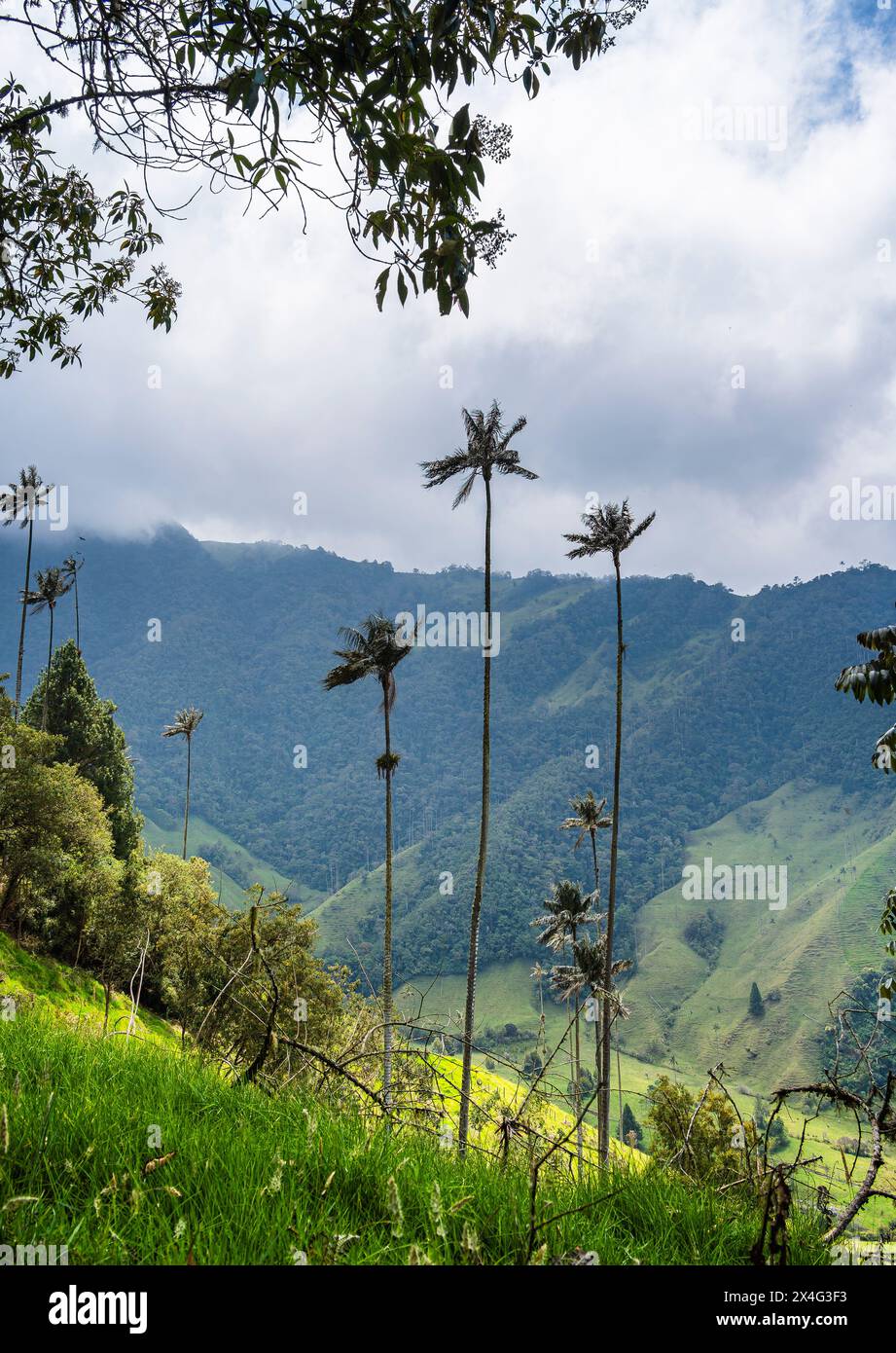 Cocora Valley, Colombia Stock Photo - Alamy
