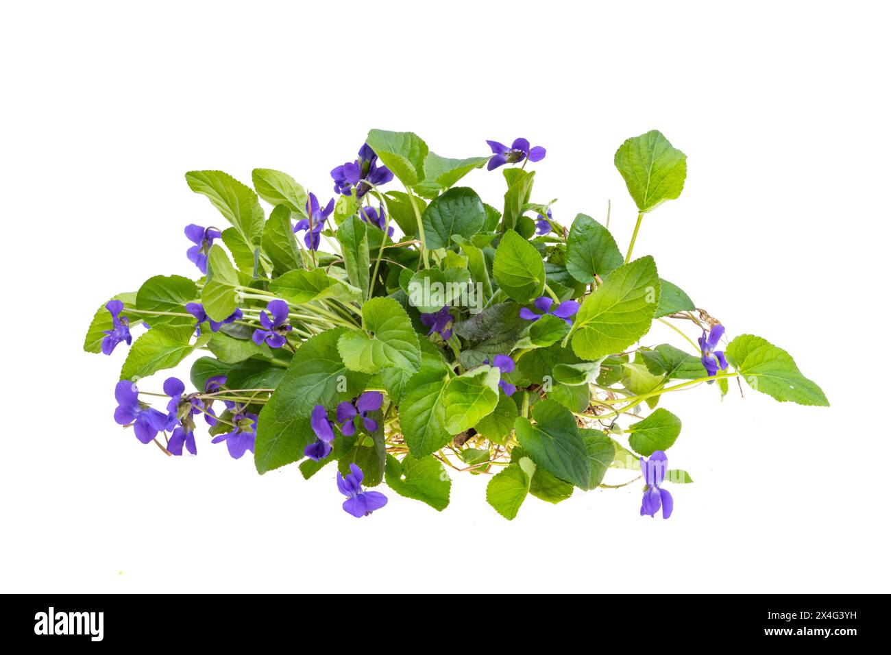 forest violet flowers isolated on white background Stock Photo - Alamy