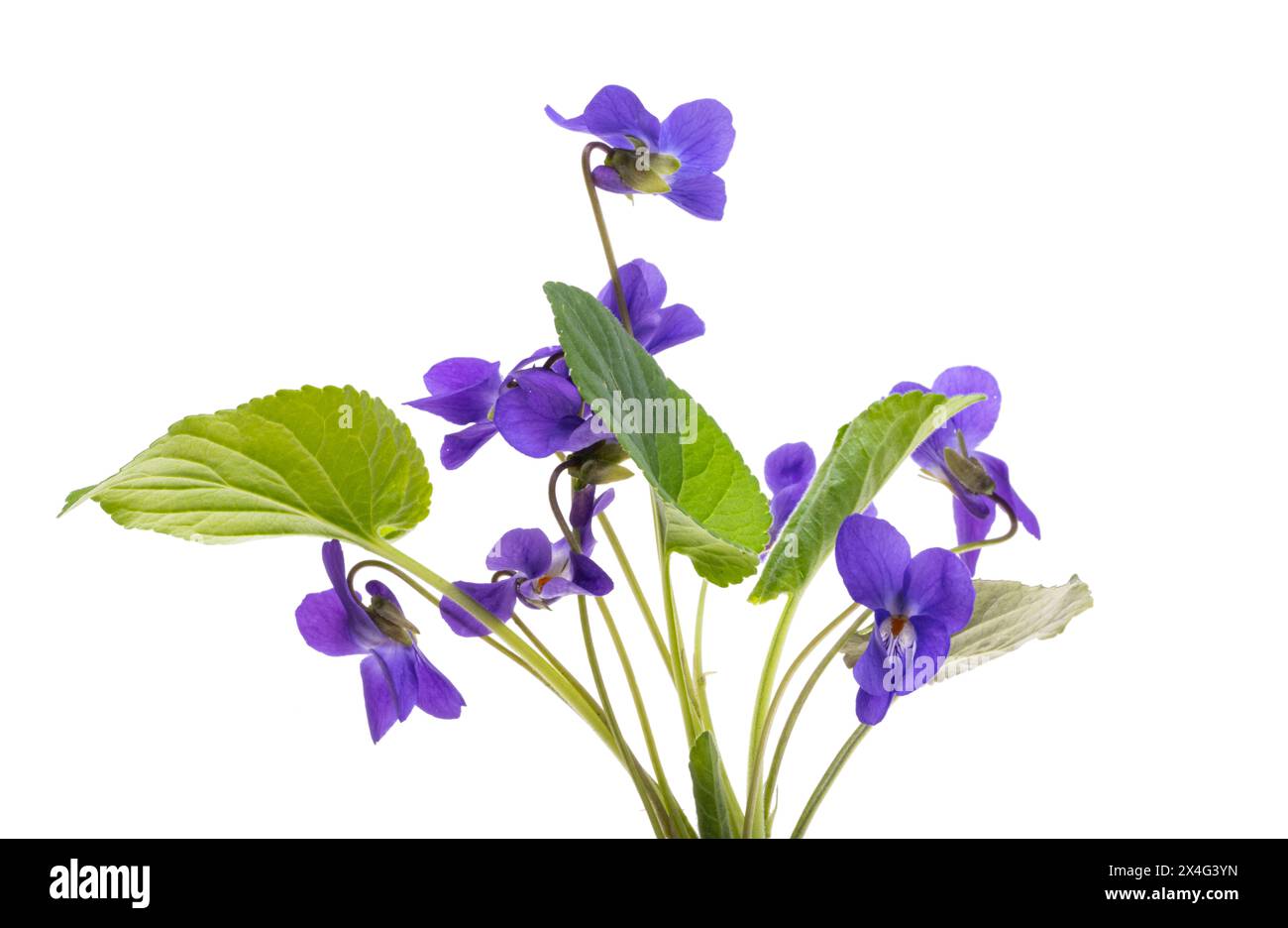 forest violet flowers isolated on white background Stock Photo - Alamy
