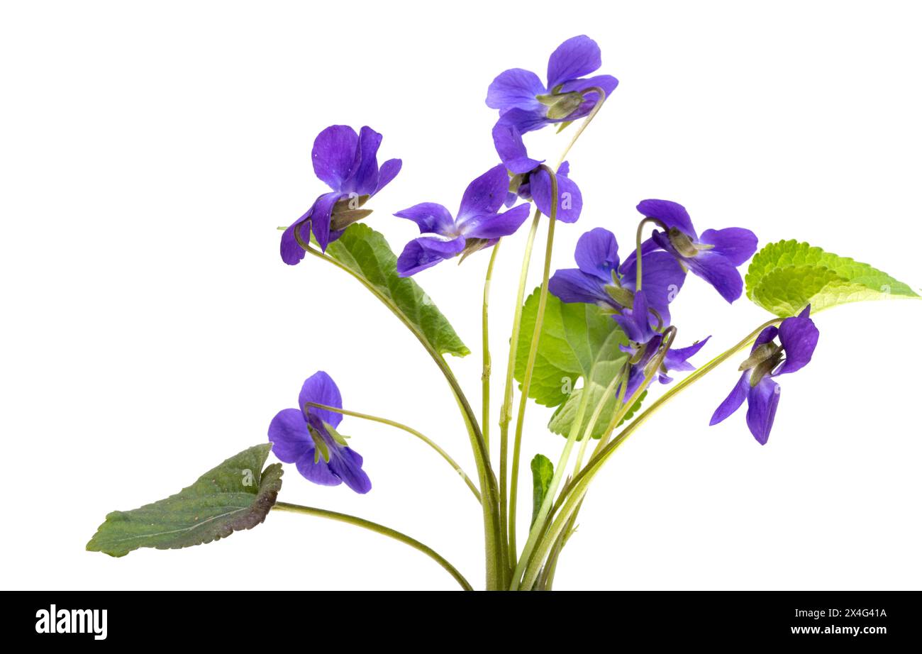 forest violet flowers isolated on white background Stock Photo - Alamy