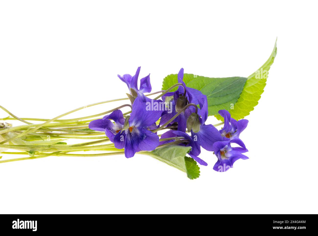 forest violet flowers isolated on white background Stock Photo - Alamy