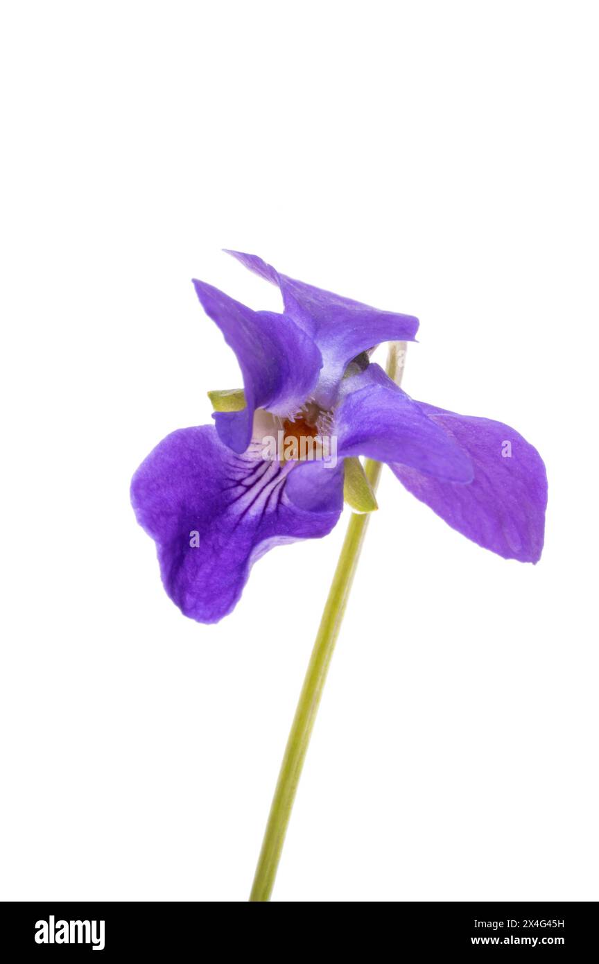 forest violet flowers isolated on white background Stock Photo - Alamy